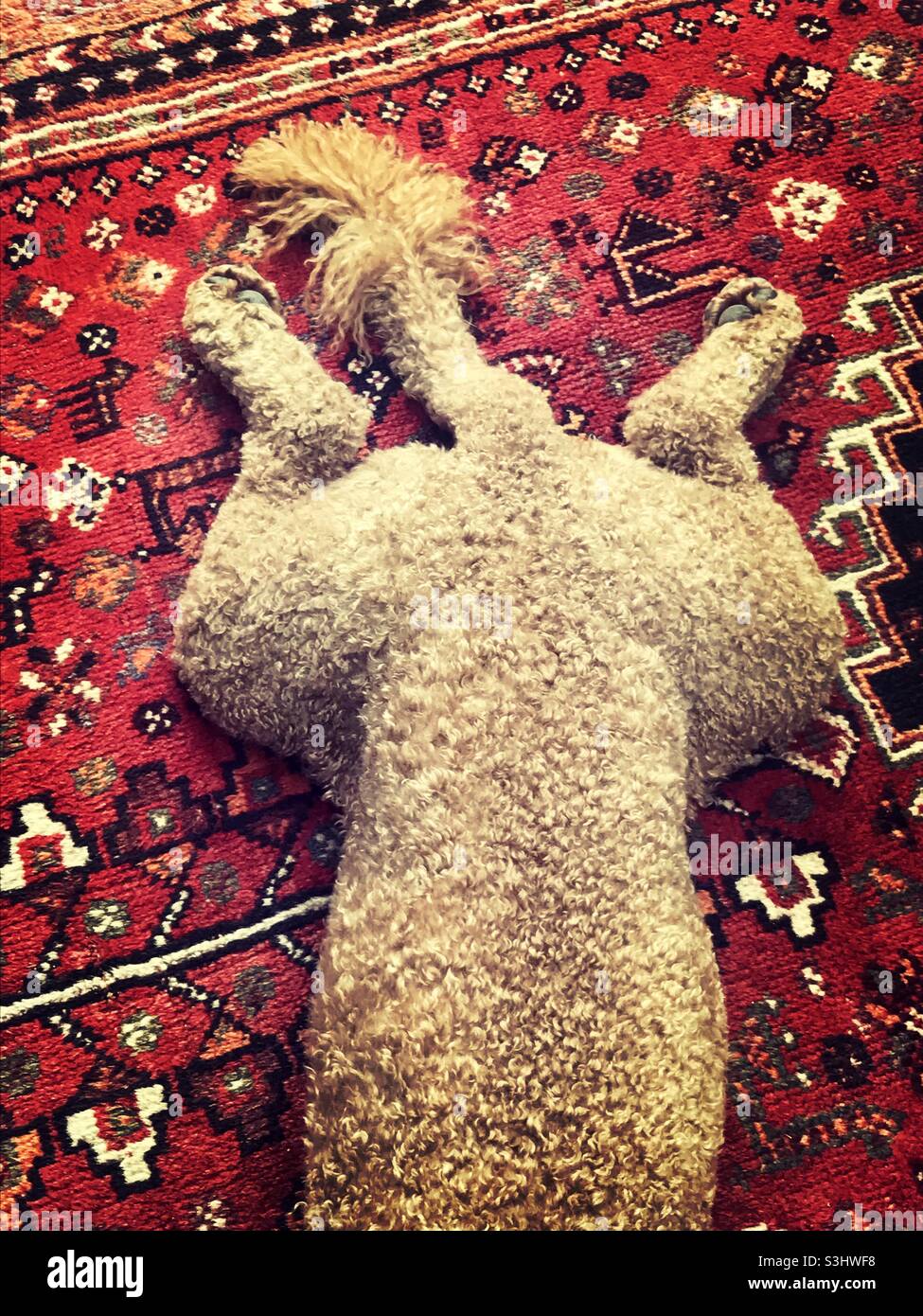 The back of a Labradoodle on a Persian rug Stock Photo - Alamy