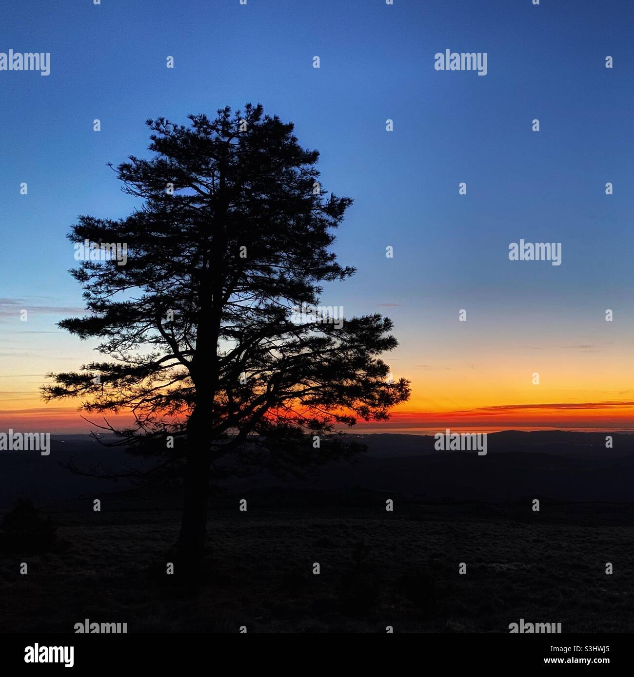 Tree silhouette in foreground with beautiful sunset on the background ...