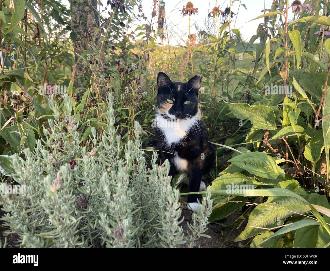 Cat in the flower garden hi-res stock photography and images - Alamy