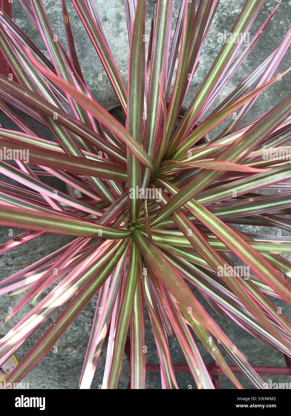 Rainbow plant hi-res stock photography and images - Alamy