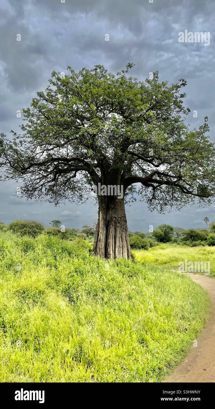 Baobab in the savanna hi-res stock photography and images - Alamy