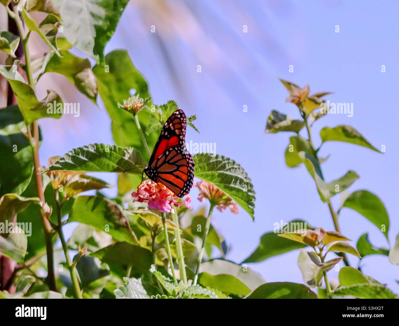 Monarch butterfly sitting hi-res stock photography and images - Alamy