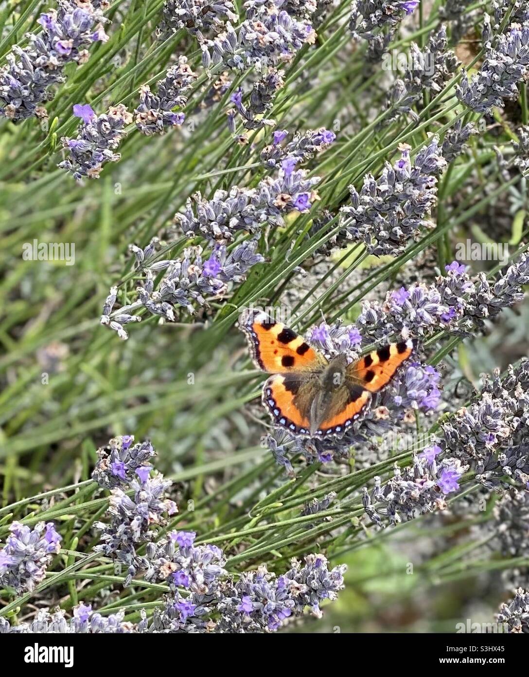 Butterfly in lavender Stock Photo - Alamy