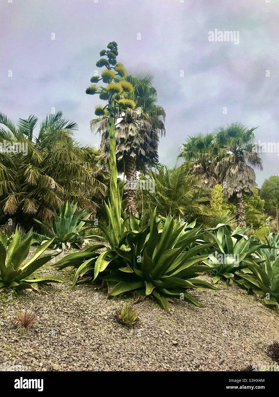 Agave flower hi-res stock photography and images - Alamy