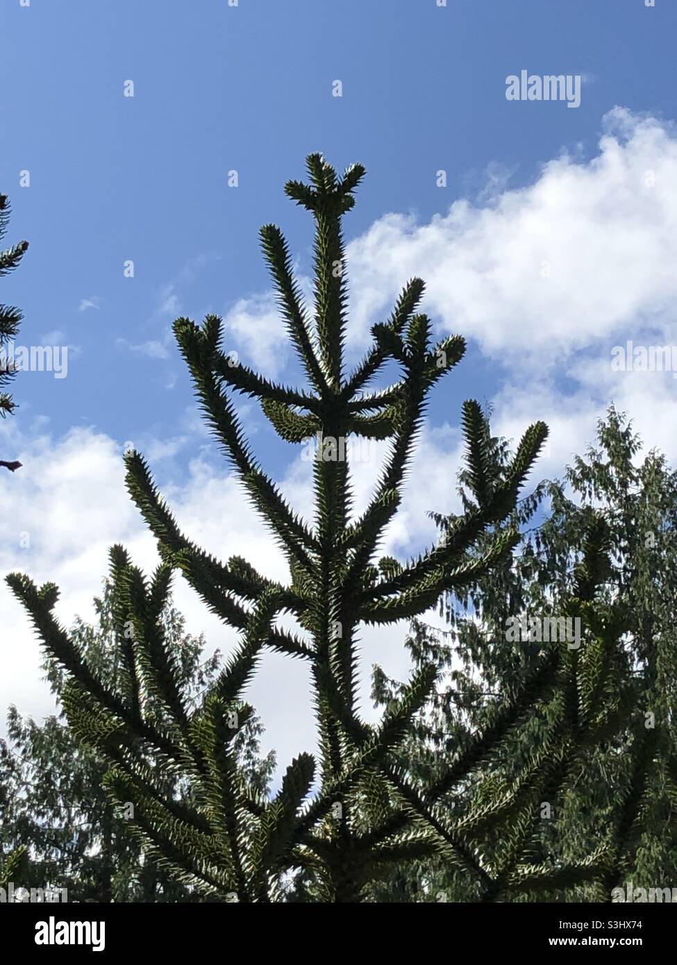 Daylight and sky with trees hi-res stock photography and images - Alamy