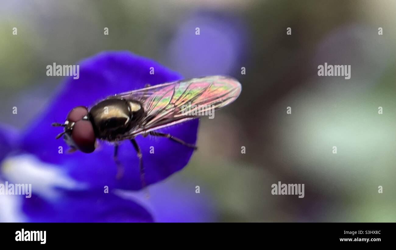 Rainbow wings hi-res stock photography and images - Alamy