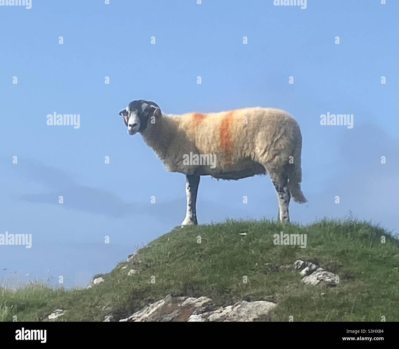 Highland sheep hi-res stock photography and images - Alamy