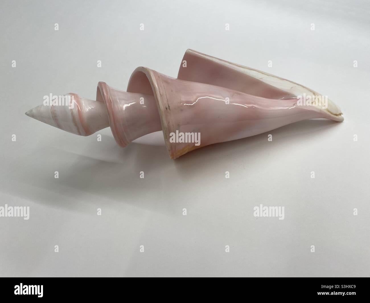Shell pink hi-res stock photography and images - Alamy