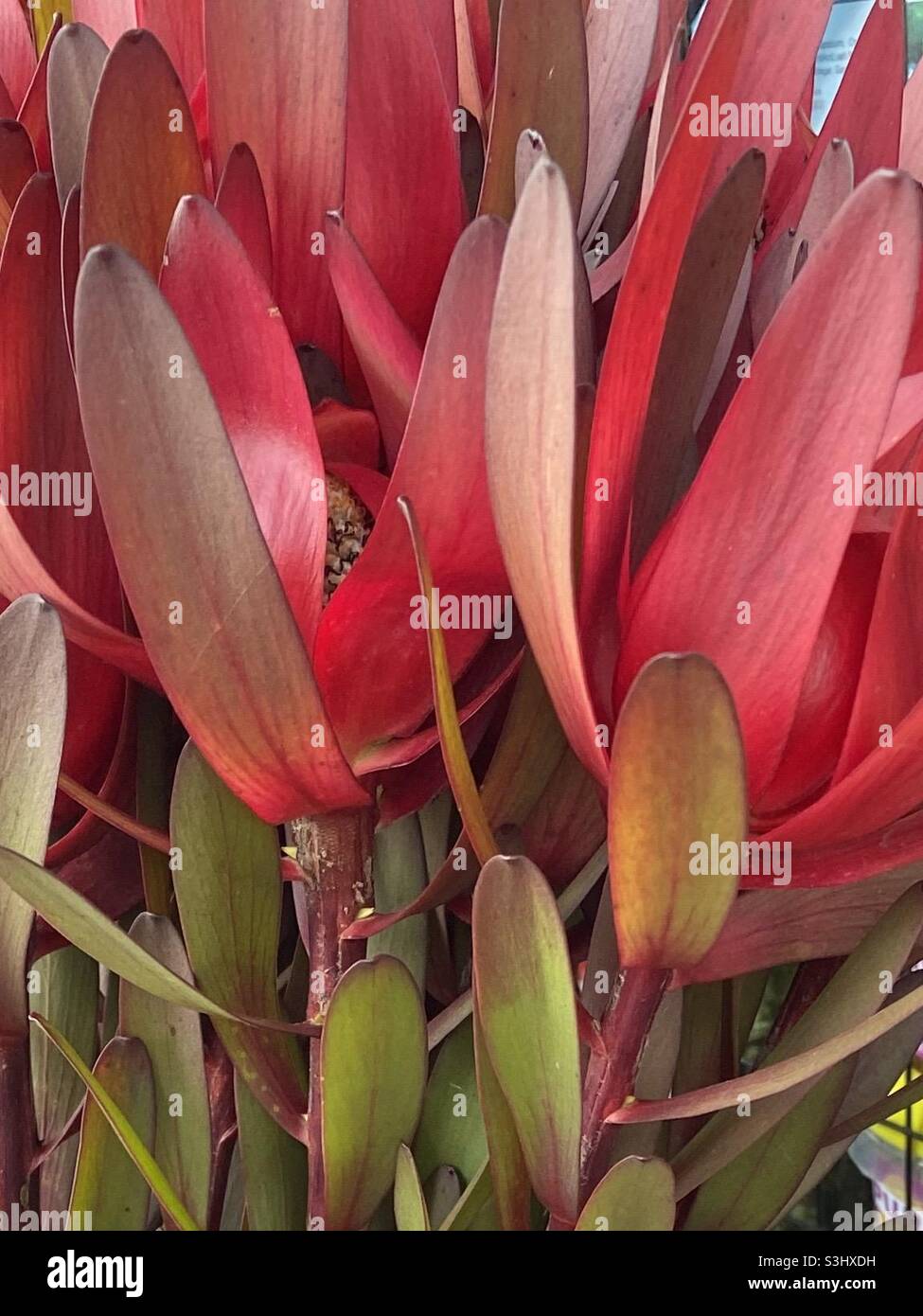 Cone bush hi-res stock photography and images - Alamy
