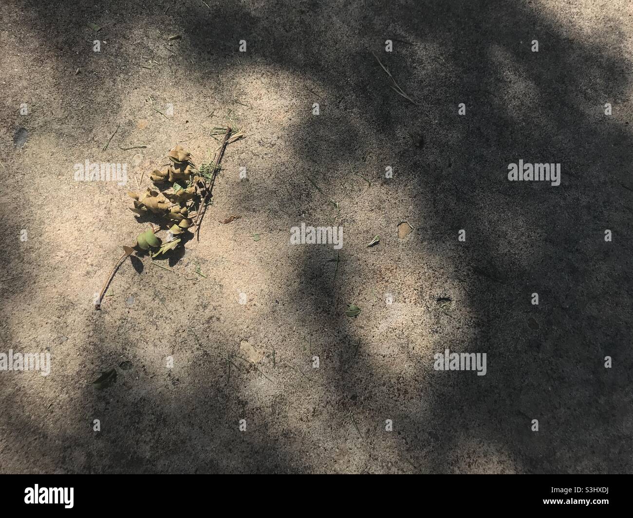 Curly leaves hi-res stock photography and images - Alamy