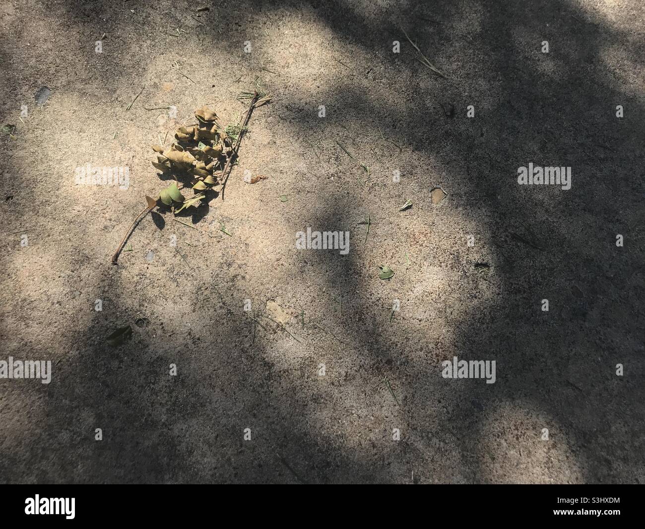 Curly leaves hi-res stock photography and images - Alamy