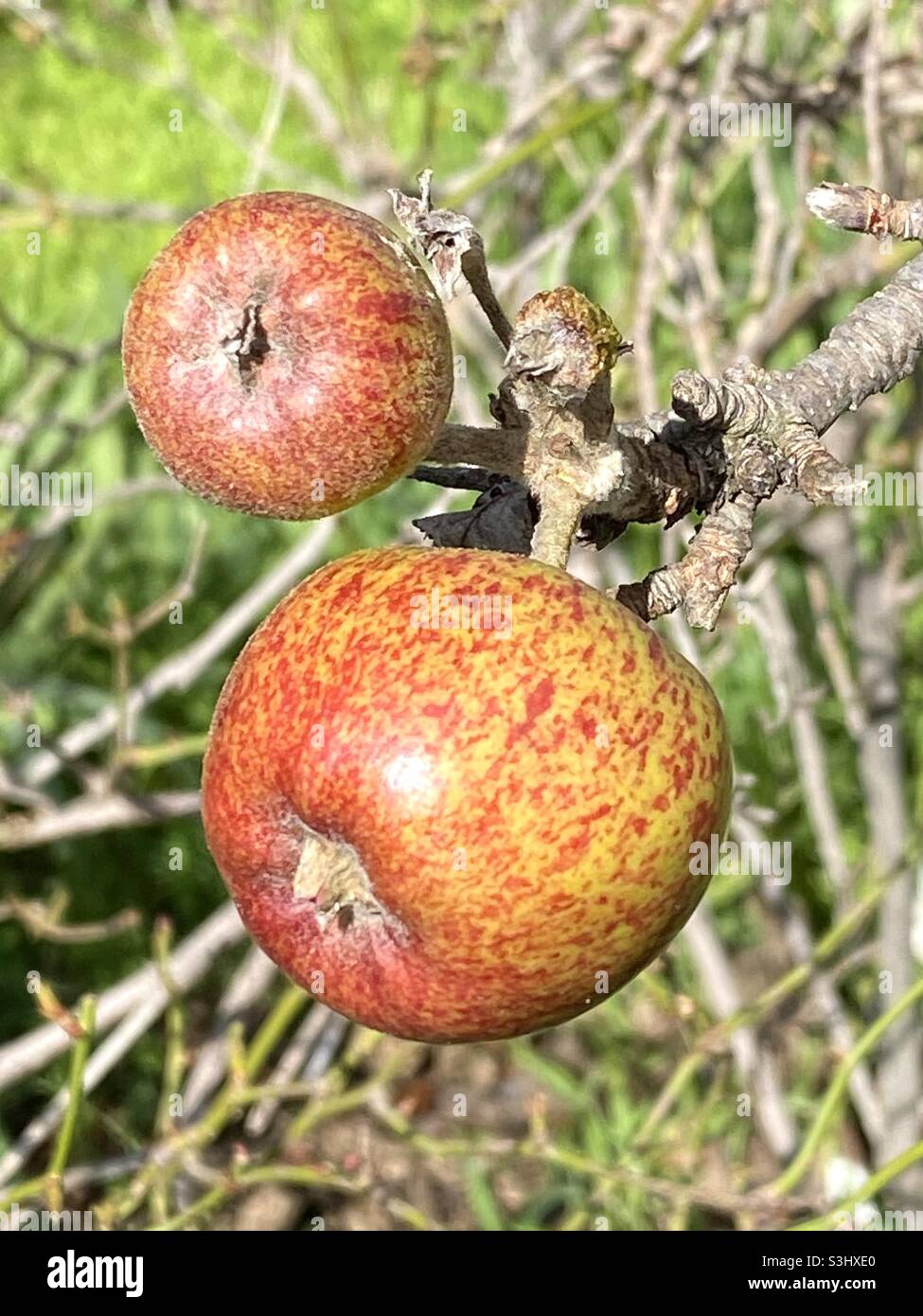 Two Cox’s Orange Pippin apples hang from a branch Stock Photo - Alamy