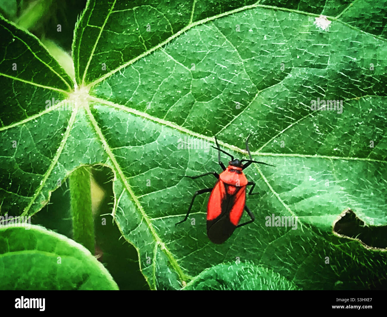 A red bug perches on a green leaf in Mexico Stock Photo - Alamy