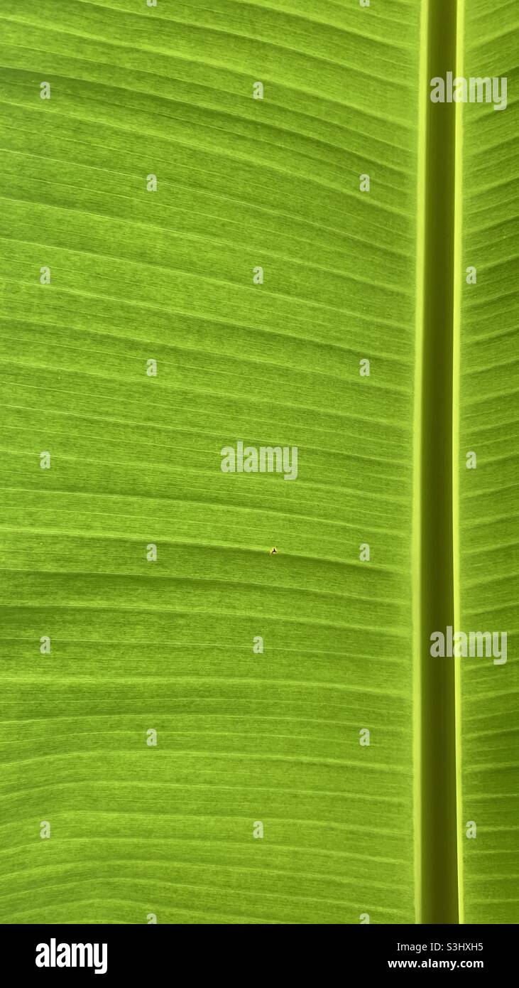 Plantain texture hi-res stock photography and images - Alamy