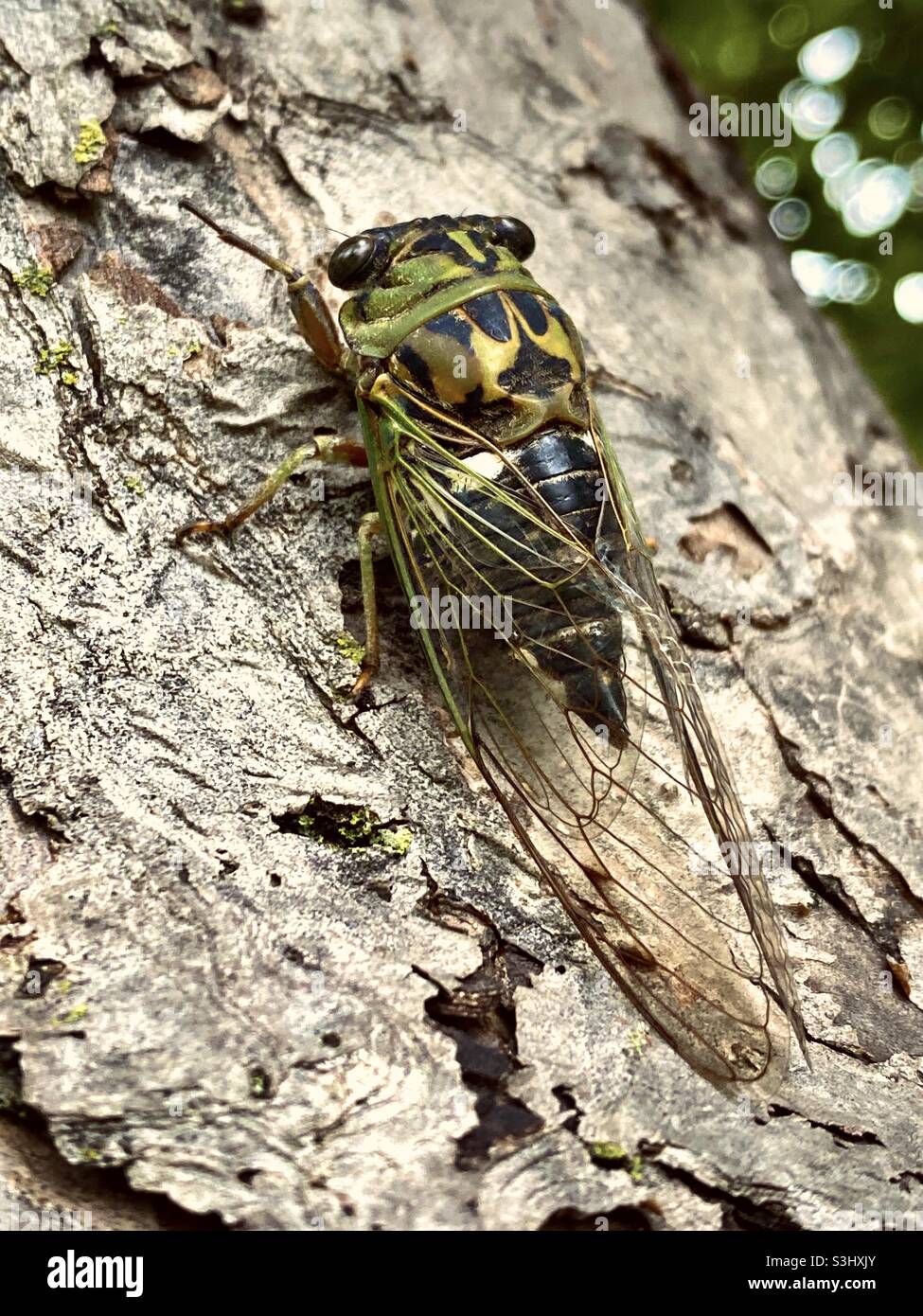 Cicada in tree Stock Photo - Alamy