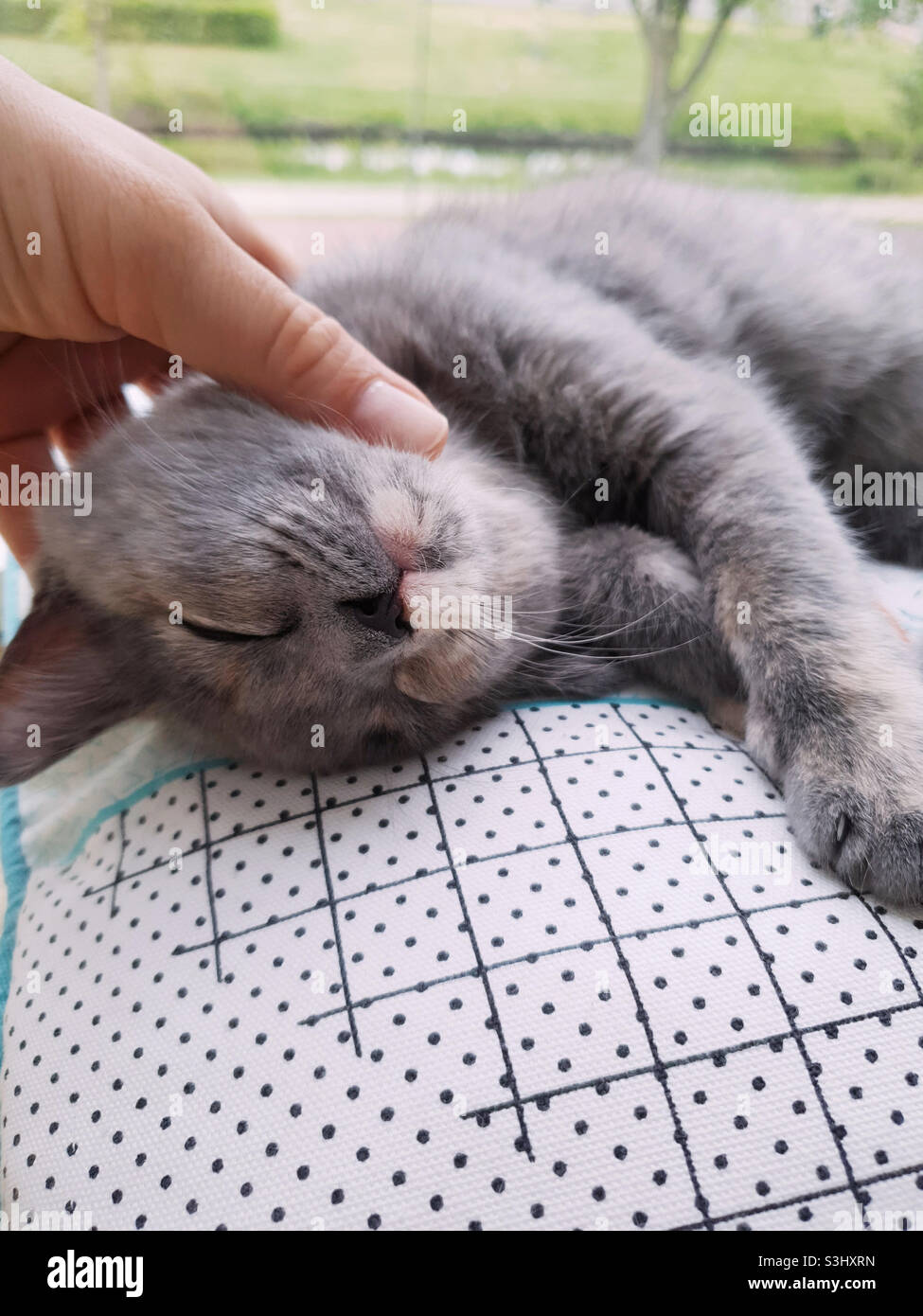 Cat holding human hand hi-res stock photography and images - Alamy