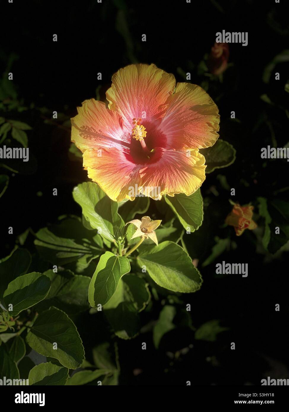 Hawaiian hibiscus flower hi-res stock photography and images - Alamy