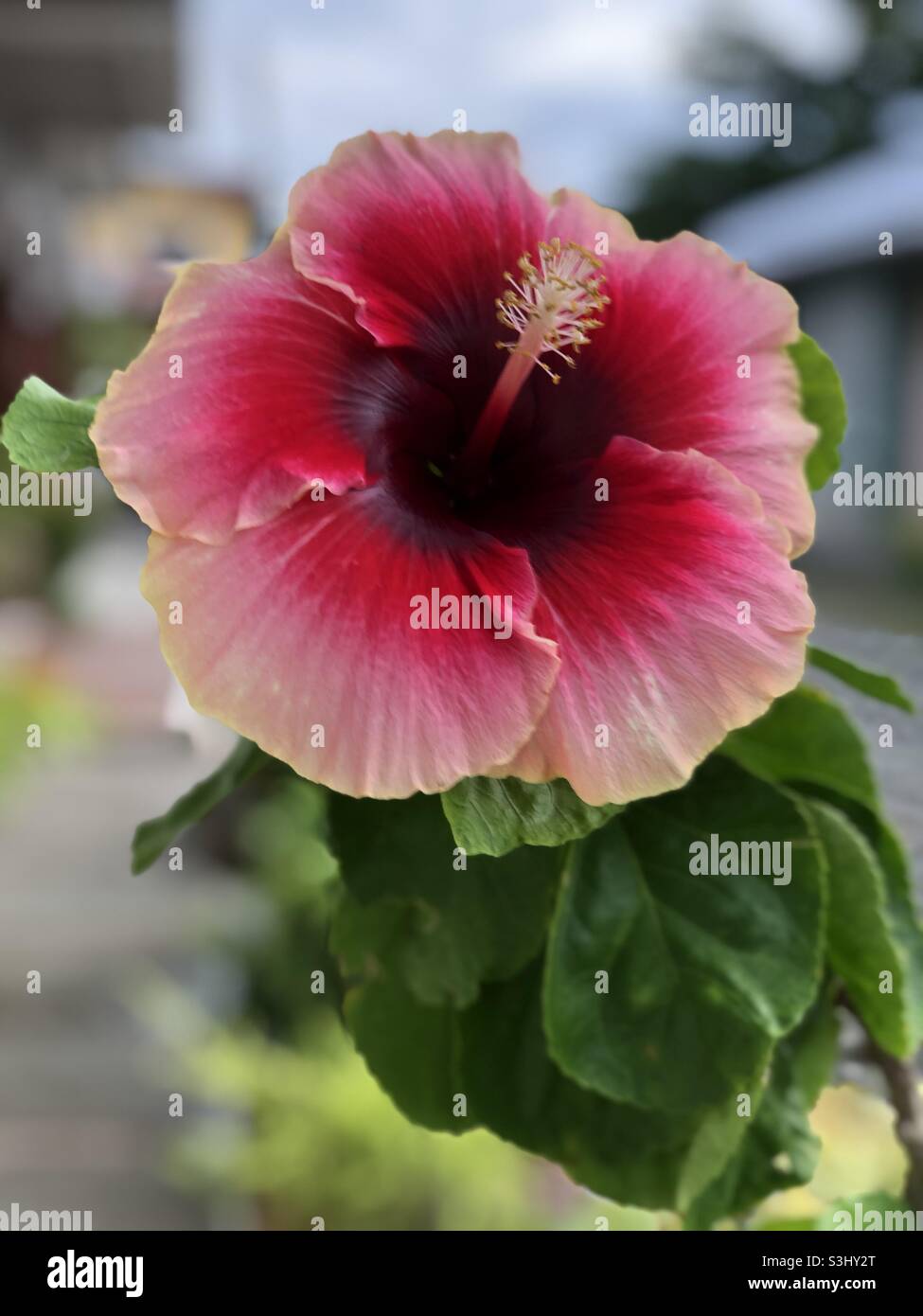 Gumamela flower hi-res stock photography and images - Alamy
