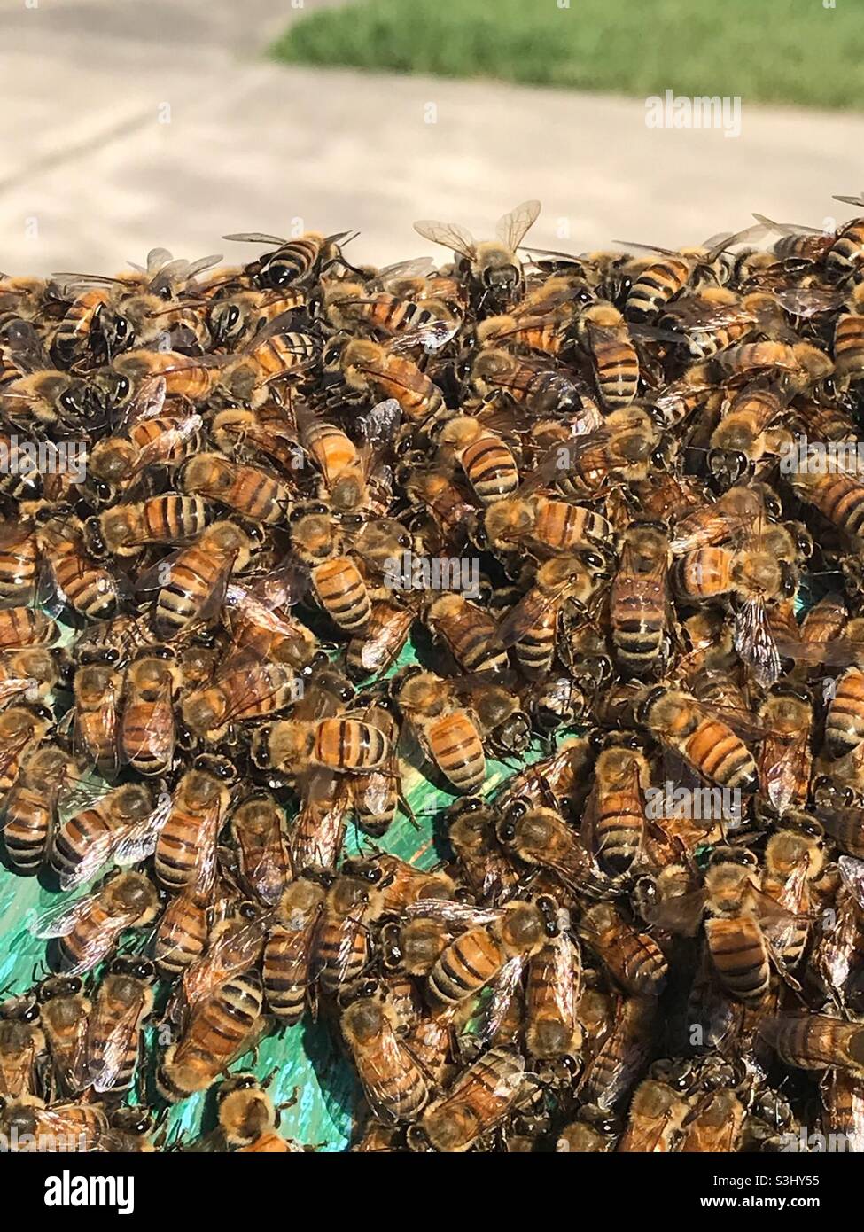 Bee swarm honey hi-res stock photography and images - Alamy
