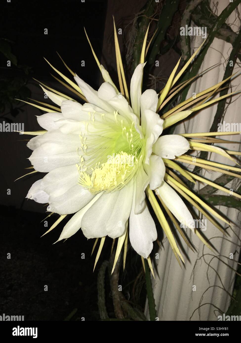 Moon flower hi-res stock photography and images - Alamy