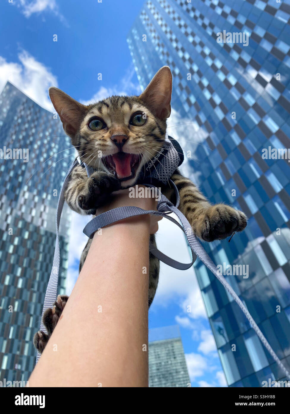 Catpicture hi-res stock photography and images - Alamy