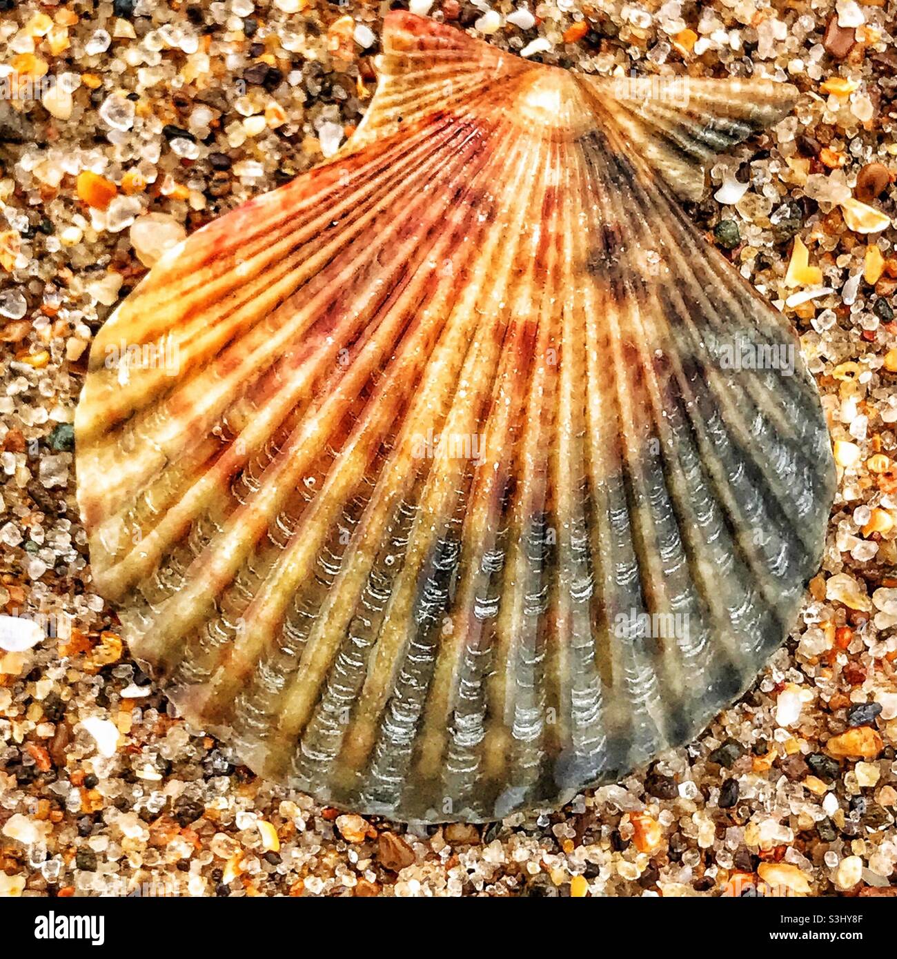 Queen Scallop