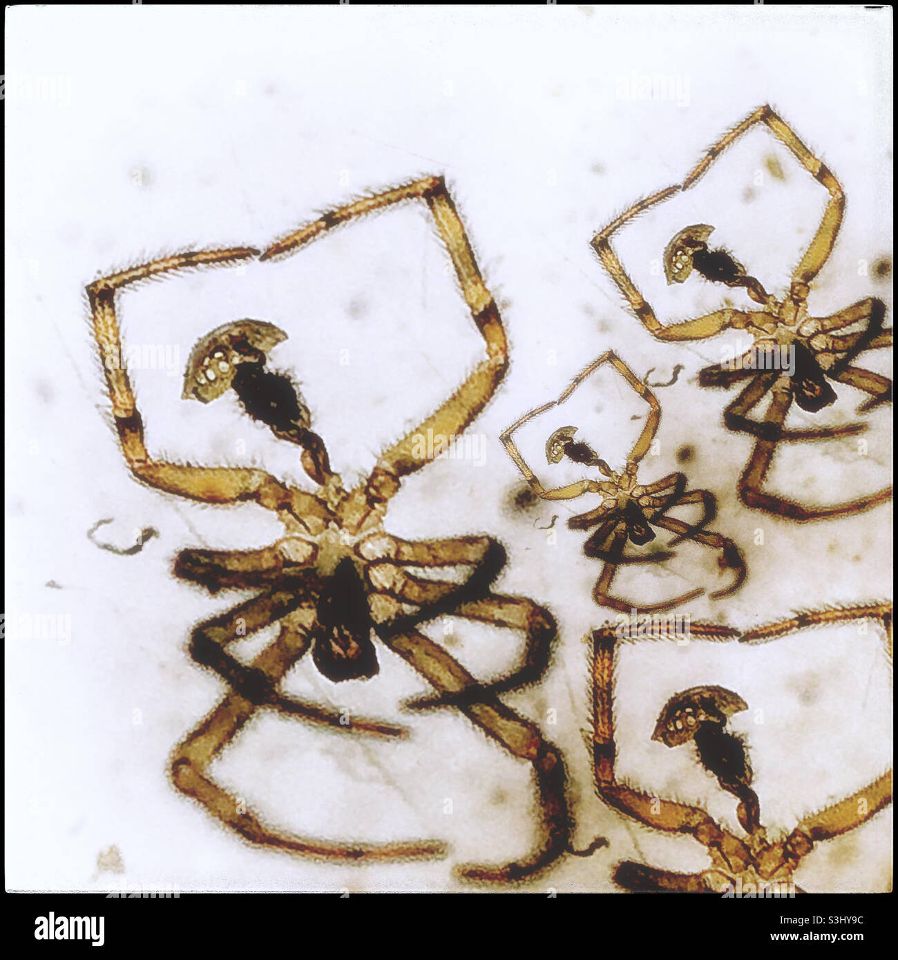 Spider alien invasion Stock Photo - Alamy