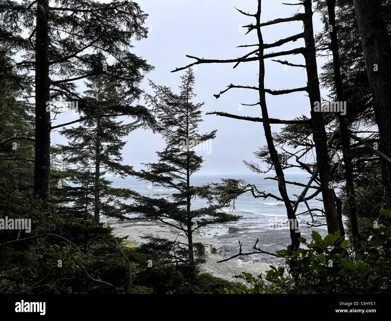Through the trees Stock Photo - Alamy