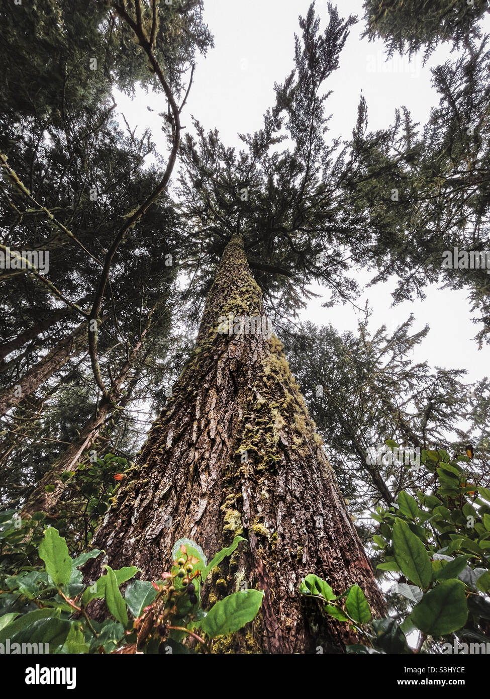 Western hemlock hi-res stock photography and images - Alamy