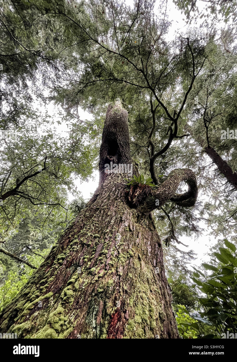 Hemlock Tree High Resolution Stock Photography and Images - Alamy