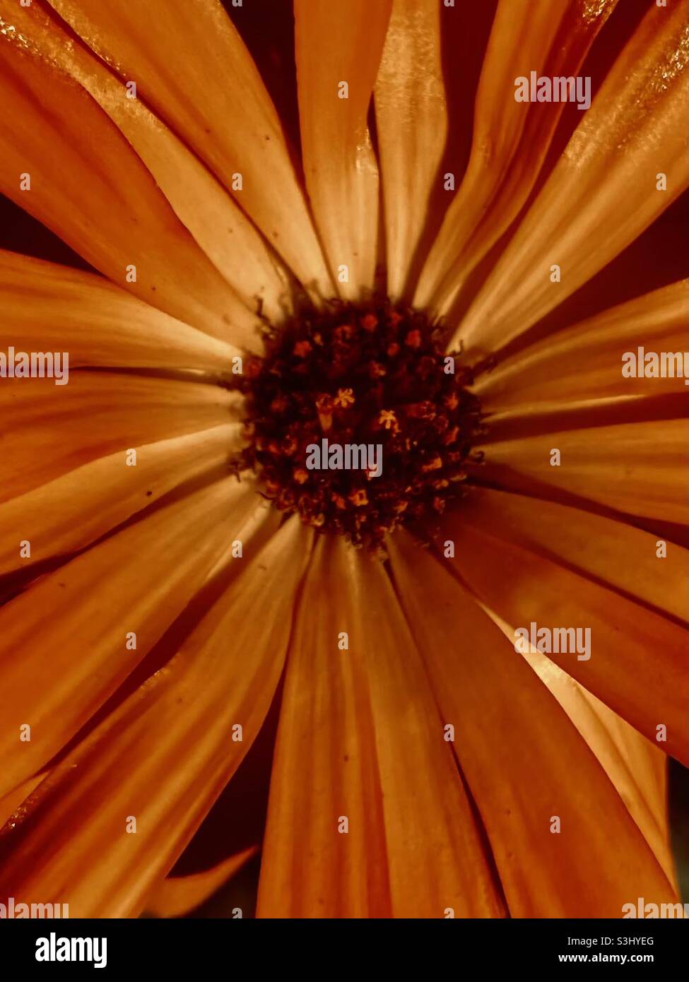 Beautiful orange color flower hi-res stock photography and images - Alamy
