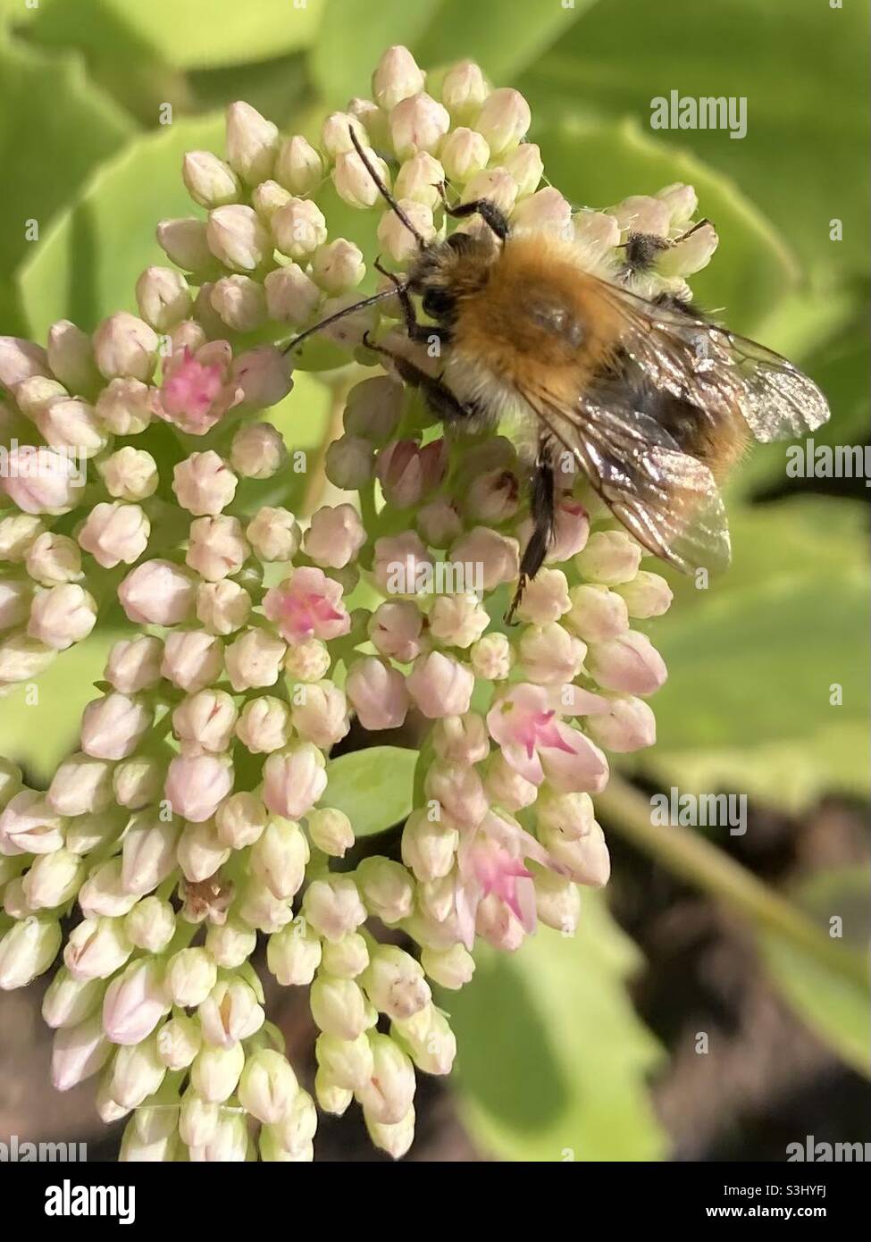 Flowers of the fat hen hi-res stock photography and images - Alamy