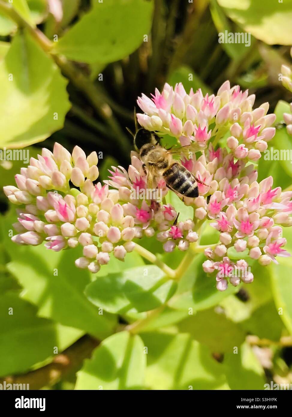 Flowers of the fat hen hi-res stock photography and images - Alamy