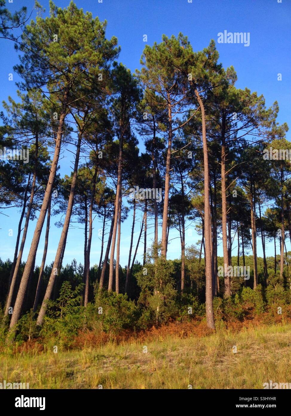 Les Landes forest near Labenne, France Stock Photo - Alamy