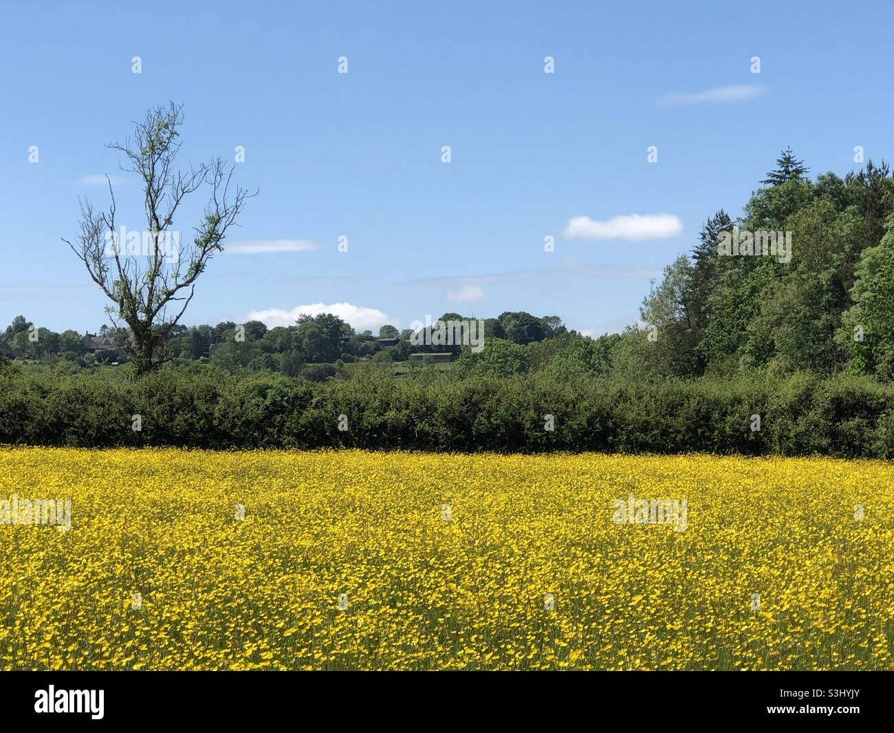 Buttercup Fields High Resolution Stock Photography and Images - Alamy