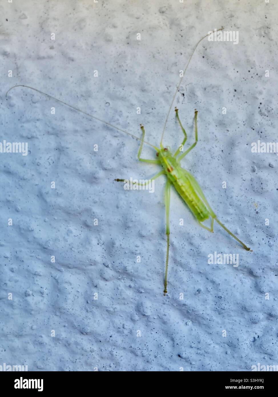 Bug beetle insect hi-res stock photography and images - Alamy