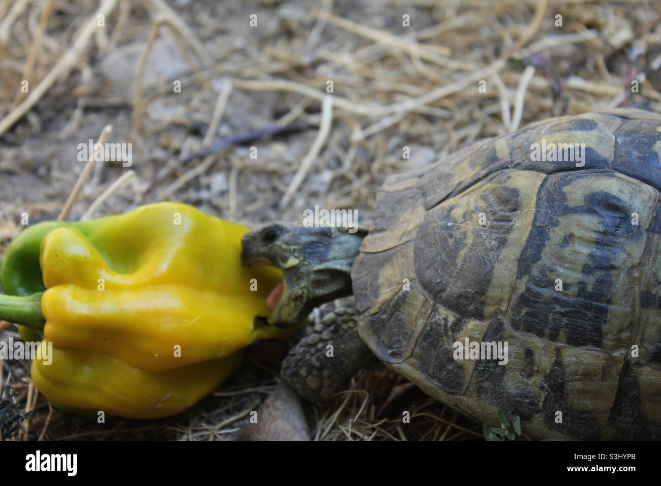 Natura tartaruga hi-res stock photography and images - Alamy