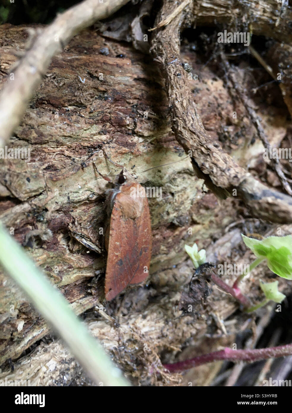 Large yellow underwing Stock Photo - Alamy