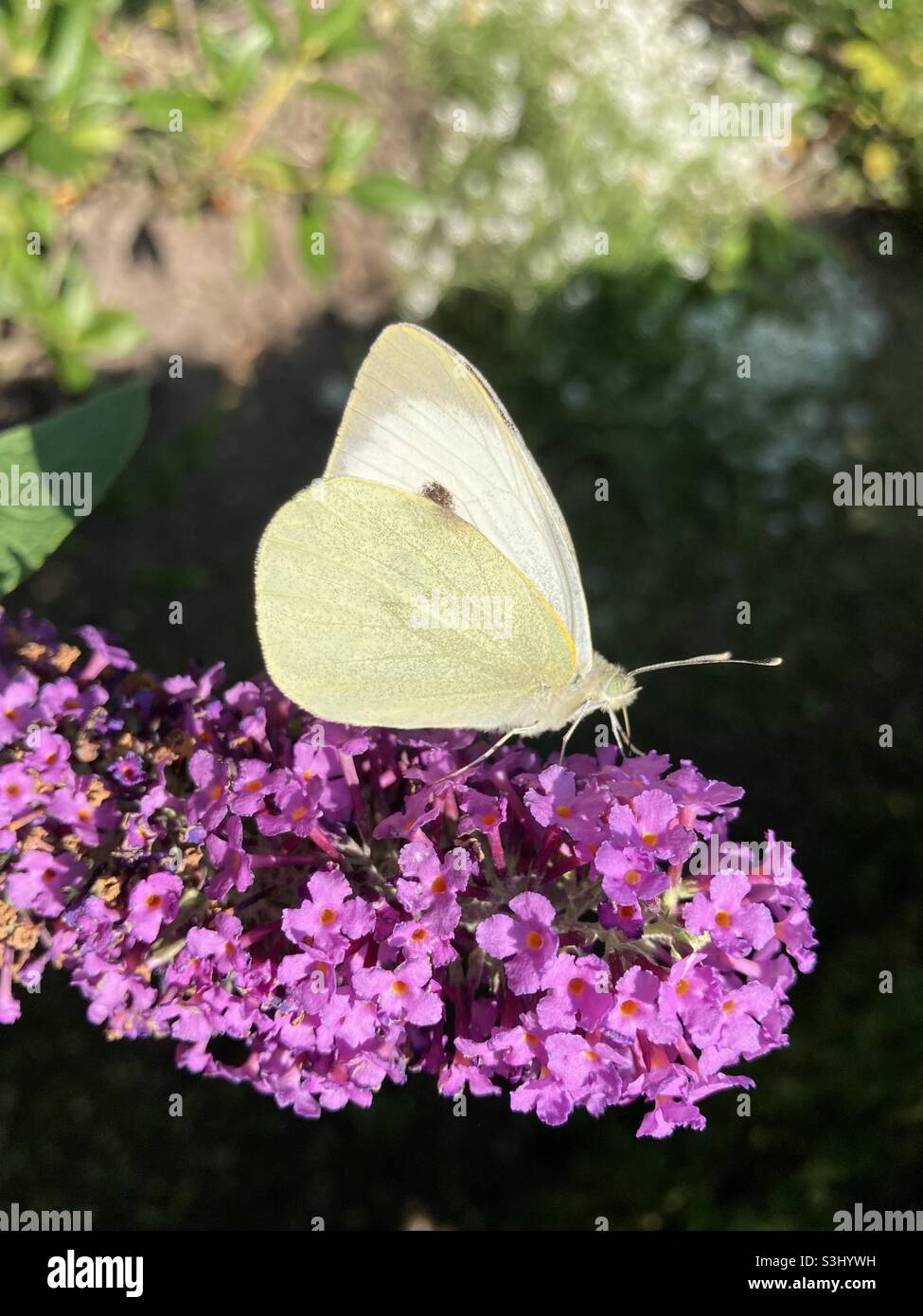 Cabbage butterfly on blossom hi-res stock photography and images - Alamy