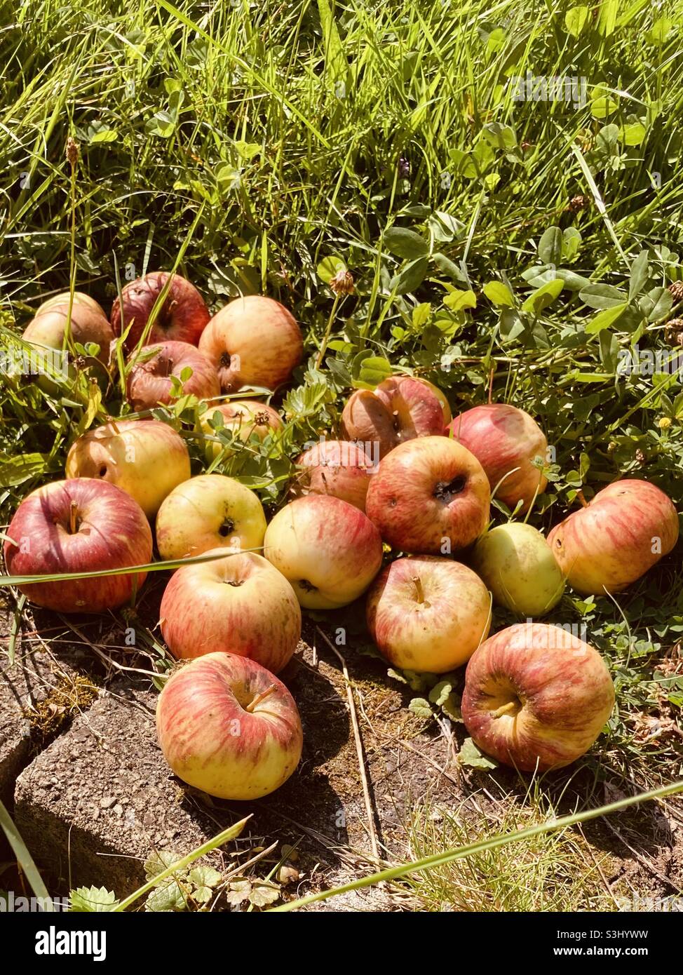 Topaz apple malus hi-res stock photography and images - Alamy