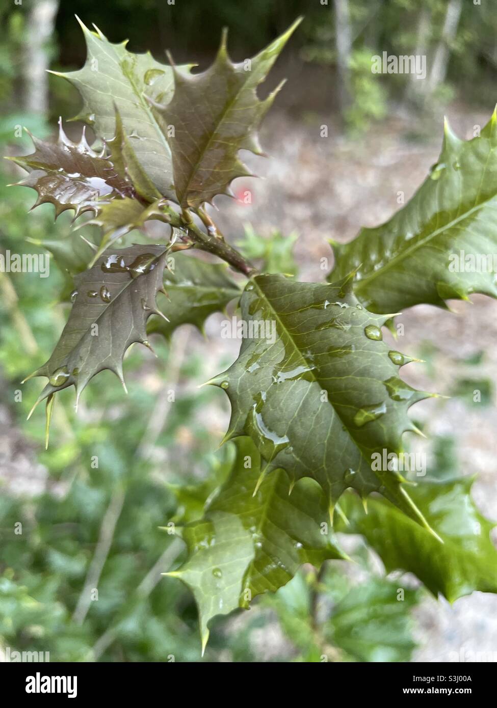 Hollybush hi-res stock photography and images - Alamy