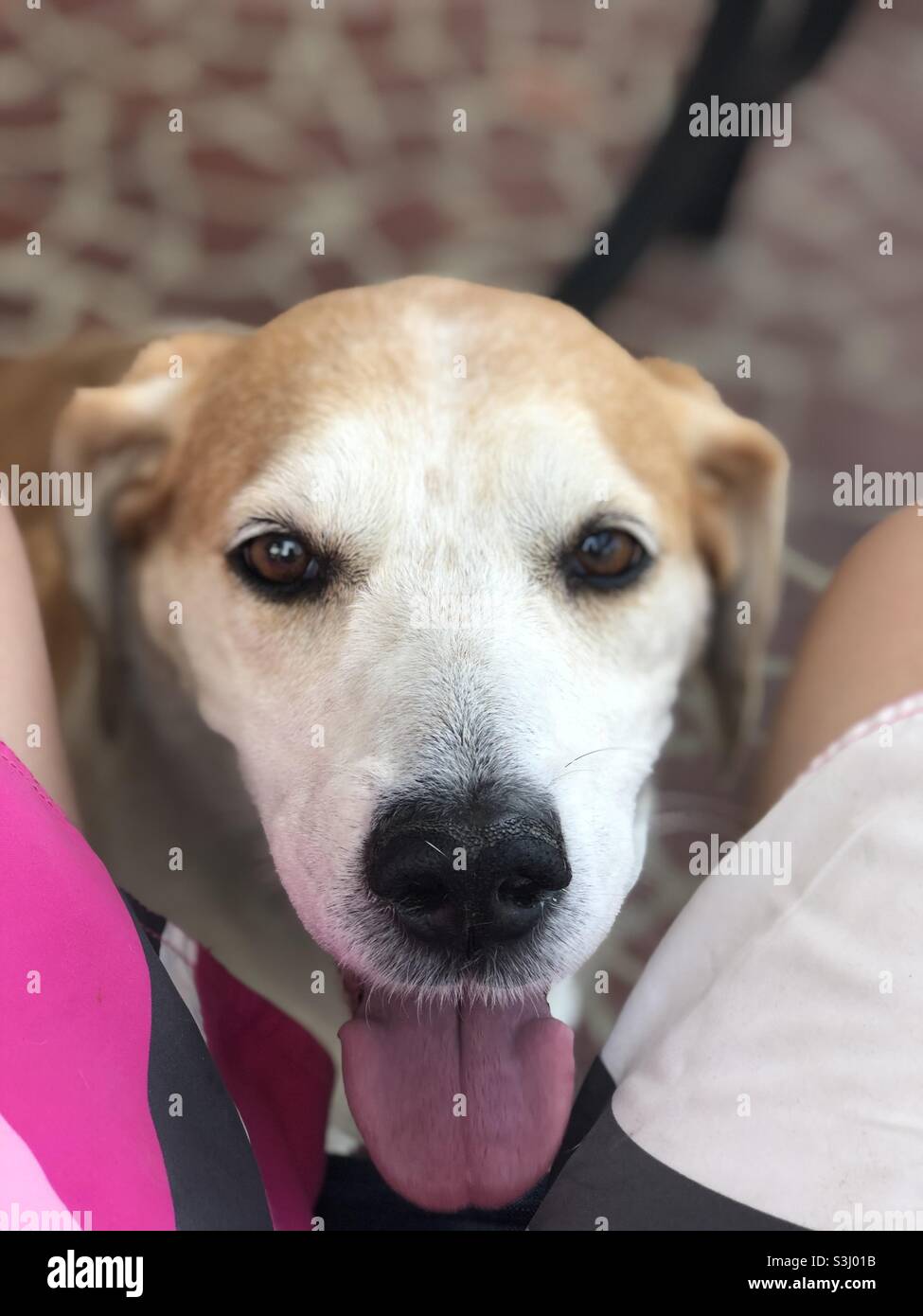 Miss molly hi-res stock photography and images - Alamy