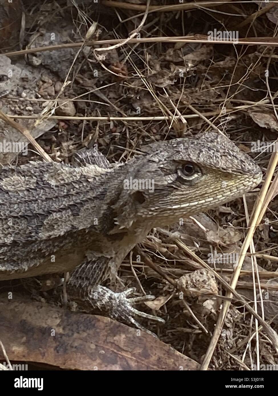 A jacky lizard blends into its Australian bush habitat and is well ...