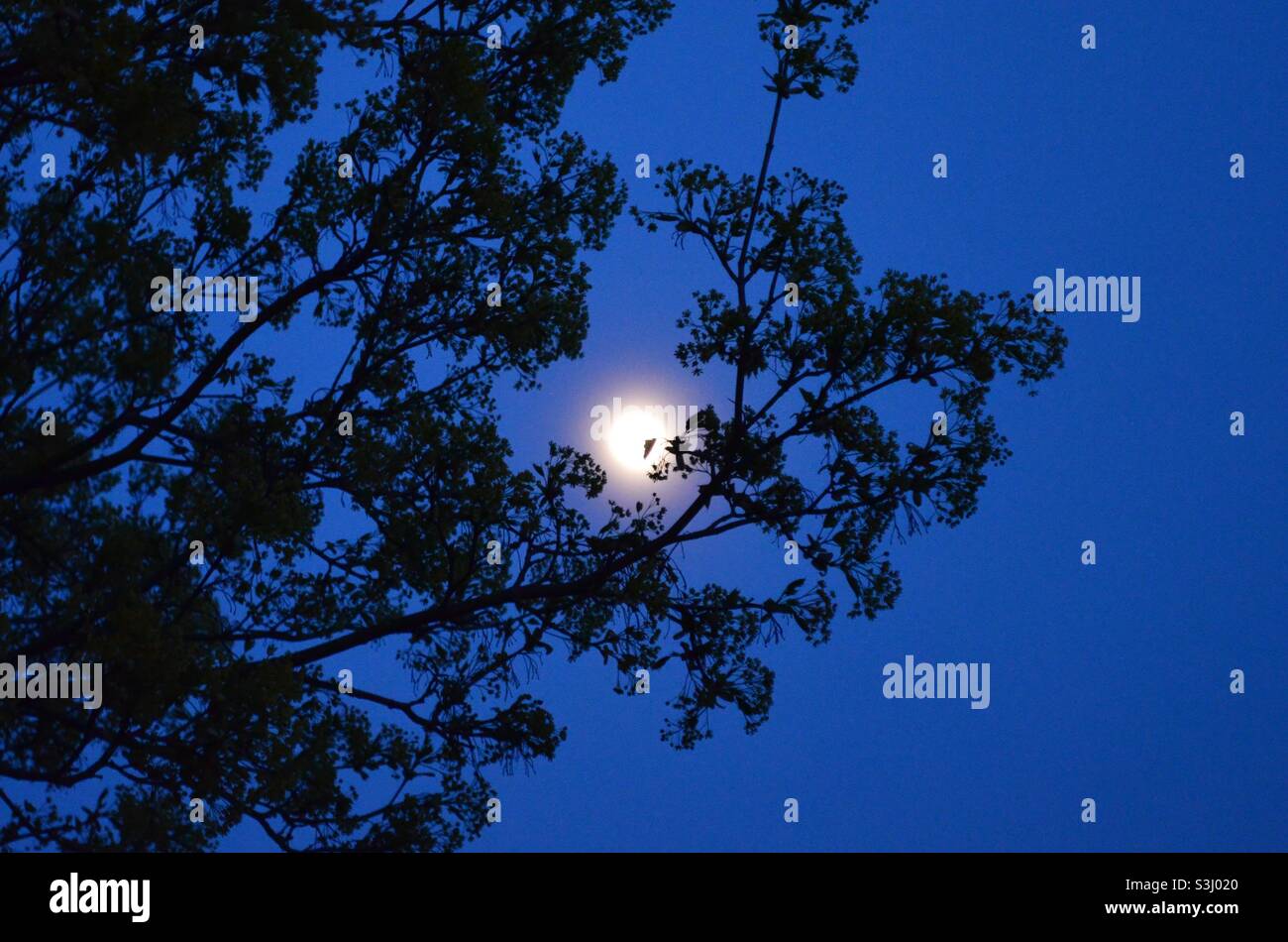 Night sky behind tree hi-res stock photography and images - Alamy