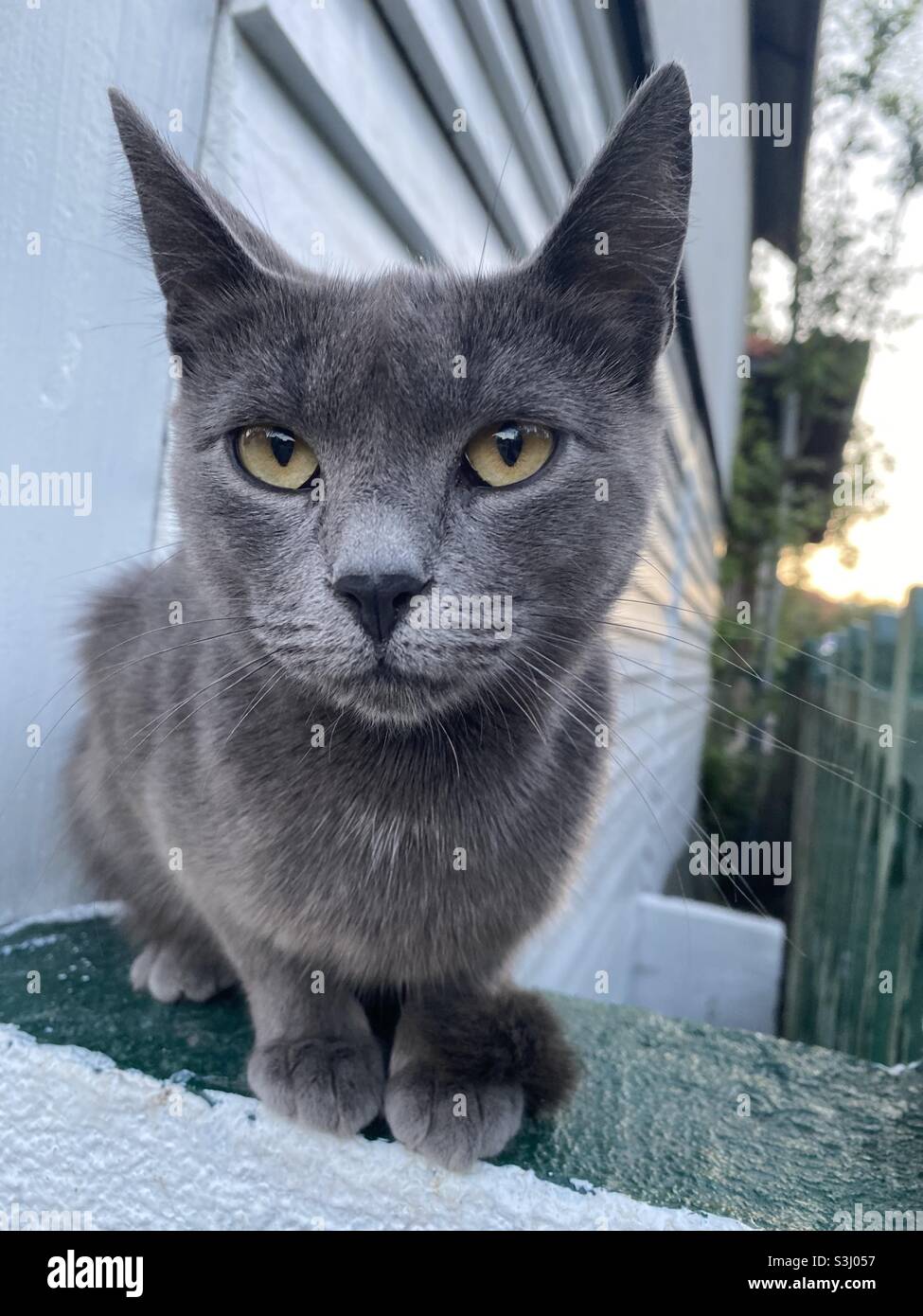 Dark grey cat hi-res stock photography and images - Alamy