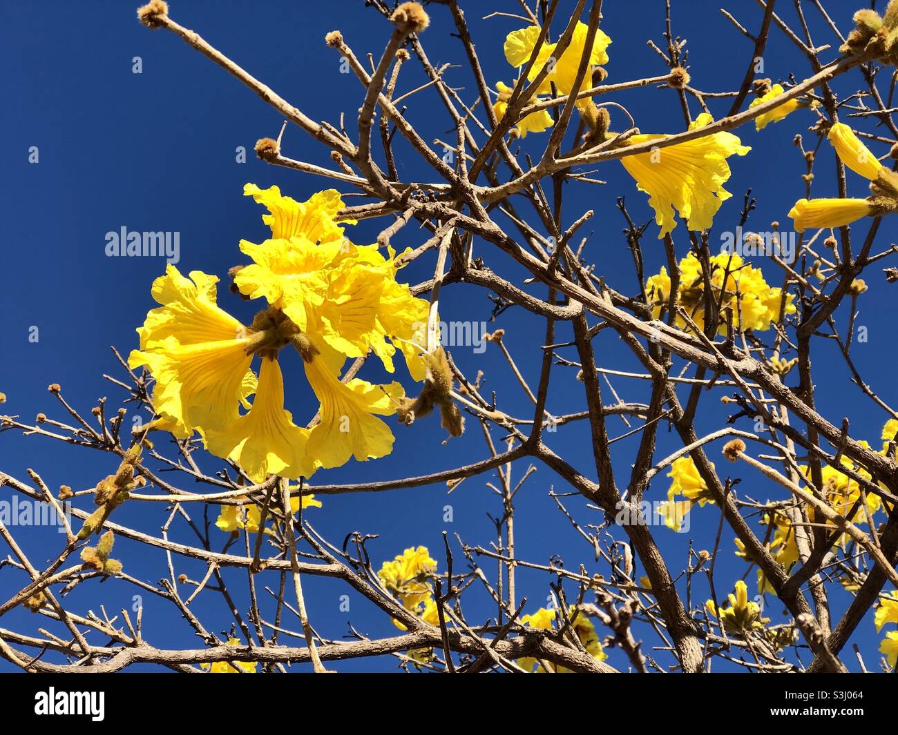 Ipe tree hi-res stock photography and images - Alamy