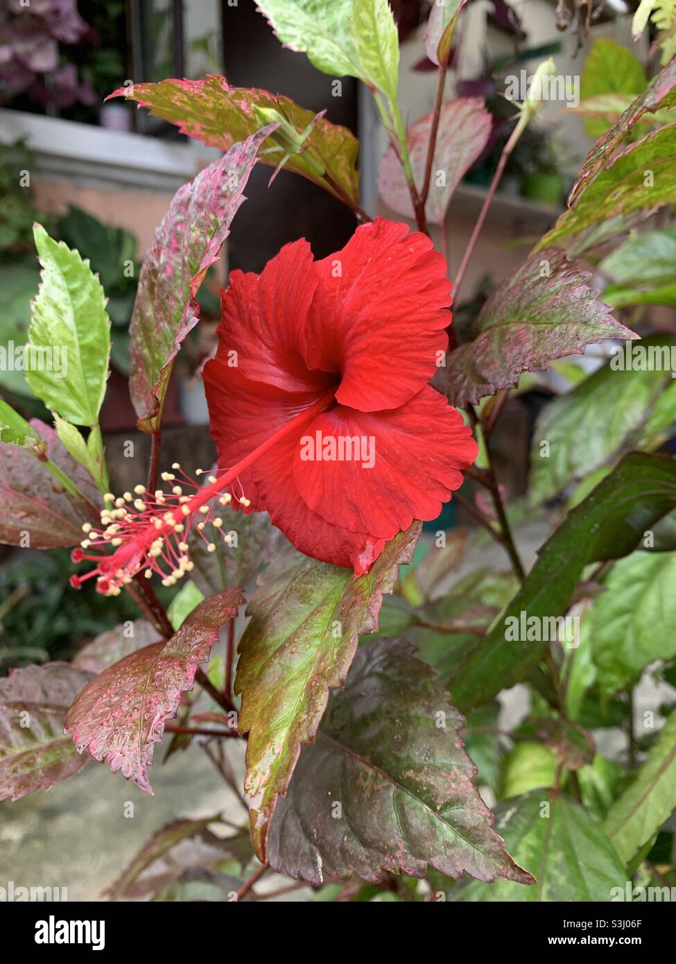 Gumamela flower hi-res stock photography and images - Alamy