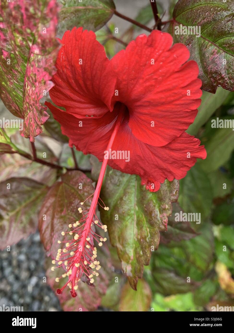 Gumamela flower hi-res stock photography and images - Alamy