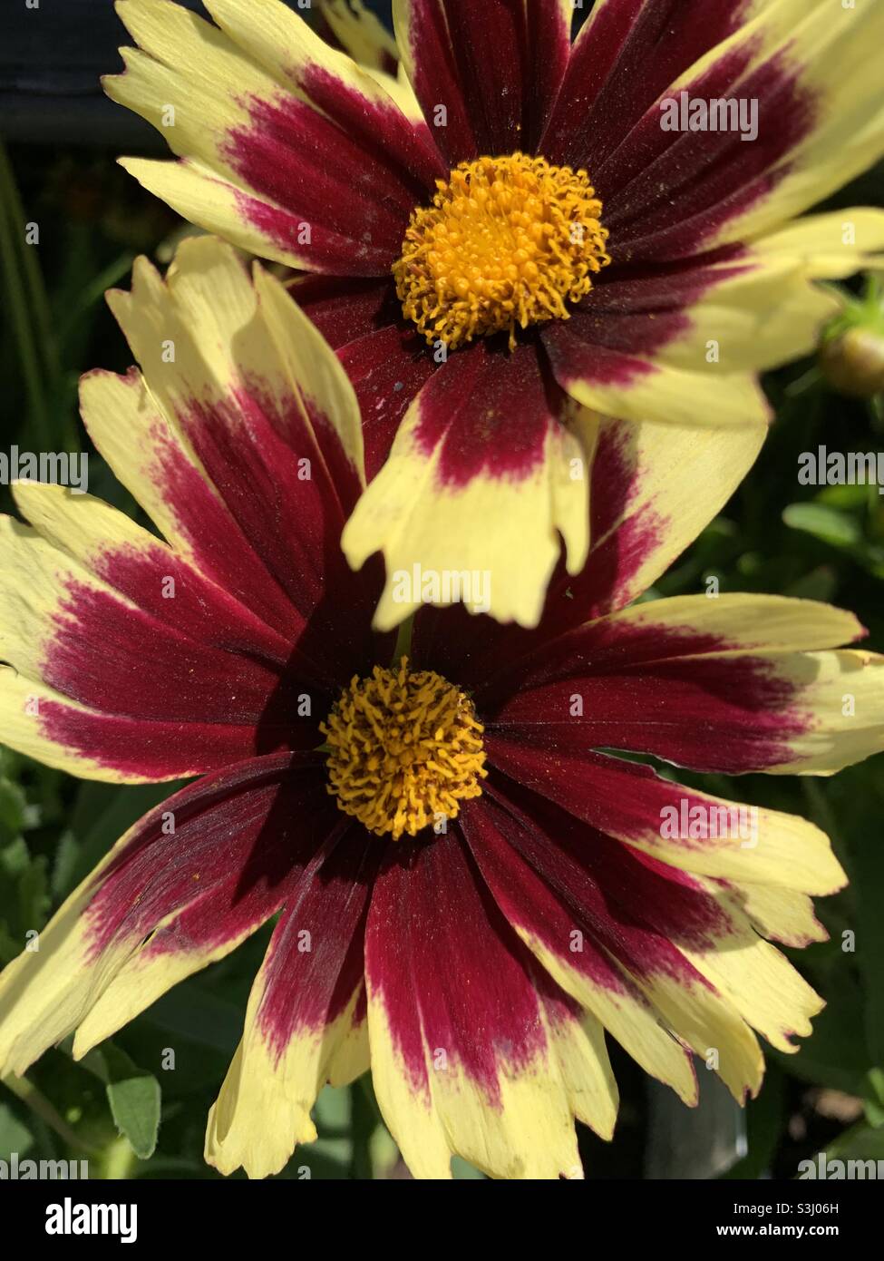 Maroon and yellow flowers hi-res stock photography and images - Alamy