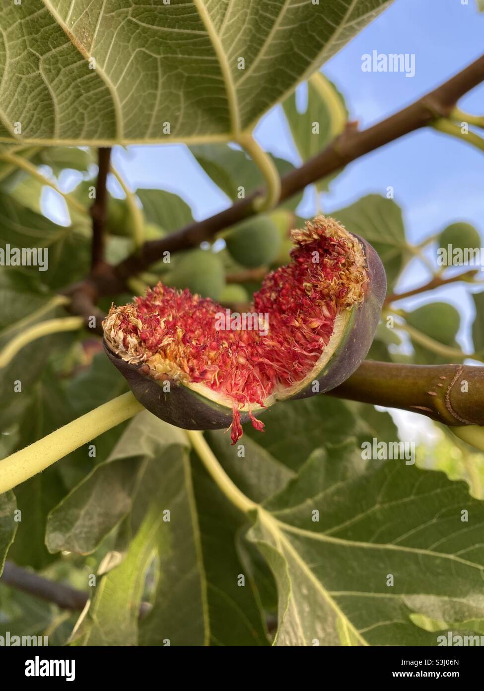 Burst open hi-res stock photography and images - Alamy